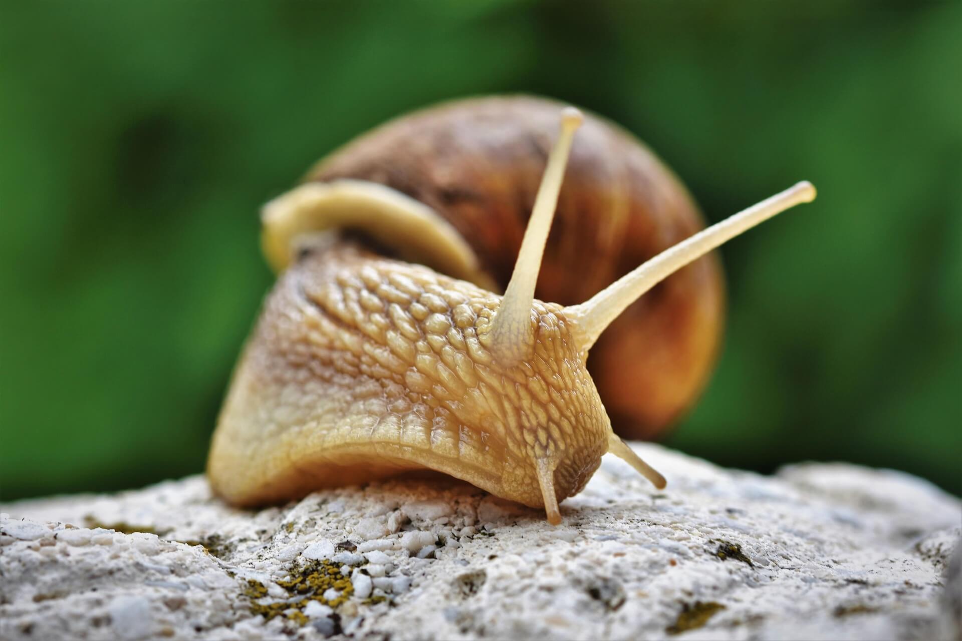 Snail Spiritual Meaning: Discover the Deep Symbolism Behind It